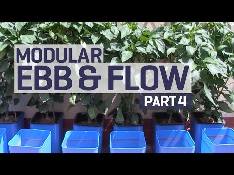 How to set up an Ebb & Flow / Flood & Drain Hydroponics Growing System - Nutrients - PART 4 of 6
