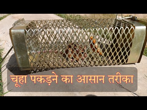 Rat Cage Trap - Rat Holding Crate Latest Price, Manufacturers & Suppliers