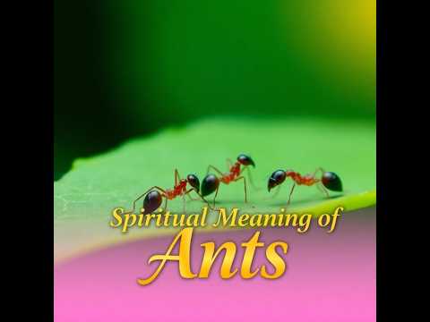 5 Surprising Spiritual Meanings of Ants You Never Knew