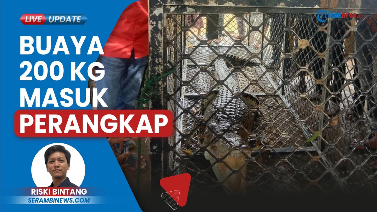 Buaya 200 Kg Pemangsa Warga Masuk Perangkap BKSDA Aceh Jaya, Ada ... Buaya 200 Kg Pemangsa Warga Masuk Perangkap BKSDA Aceh Jaya, Ada ...