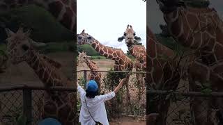 WATCH: Why the Calauit Safari Park is a rare experience