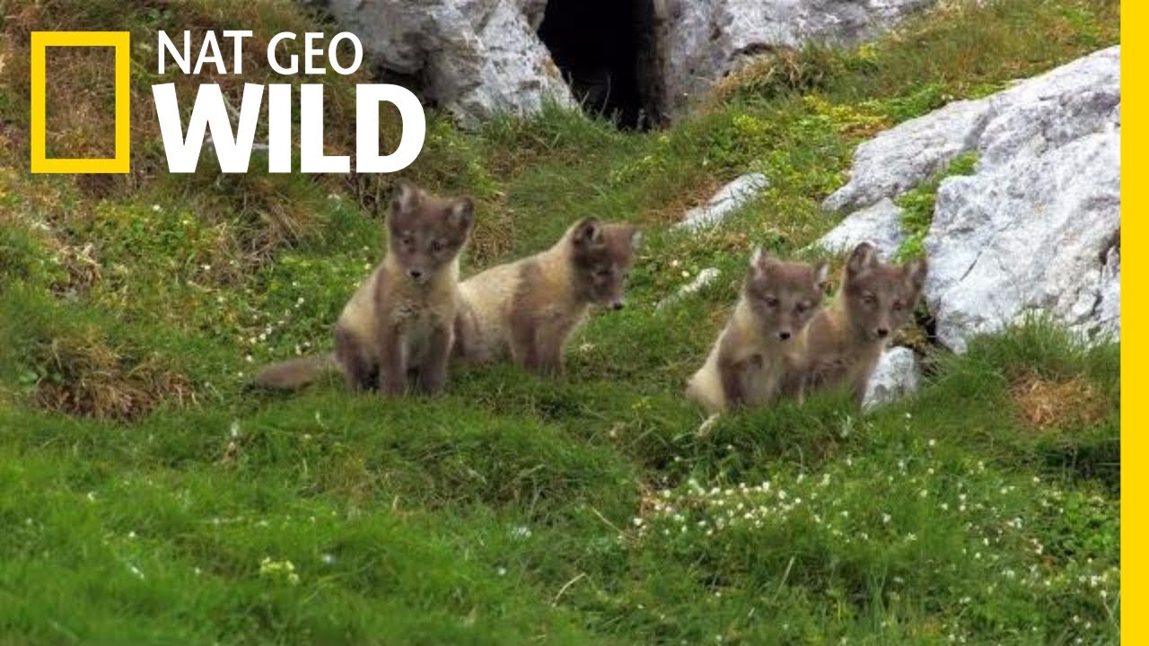The Arctic Fox Looks For a Meal | Nat Geo Wild