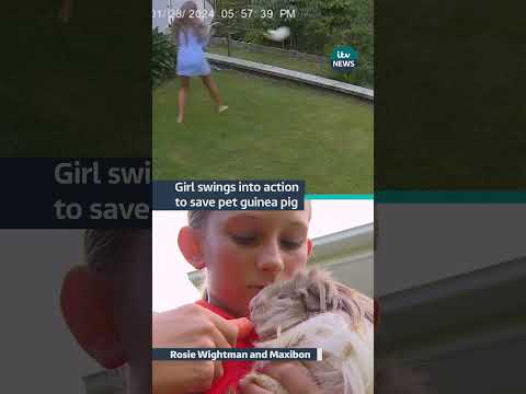 A 12-year-old girl from #australia saved her #guineapig from a #snake #itvnews
