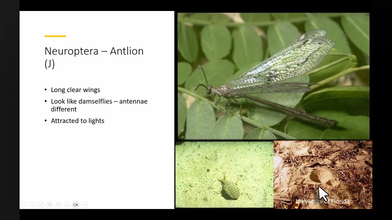 Megaloptera and Neuroptera