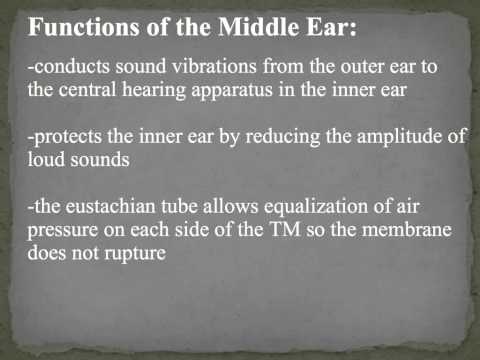 head, ears, nose and throat lecture