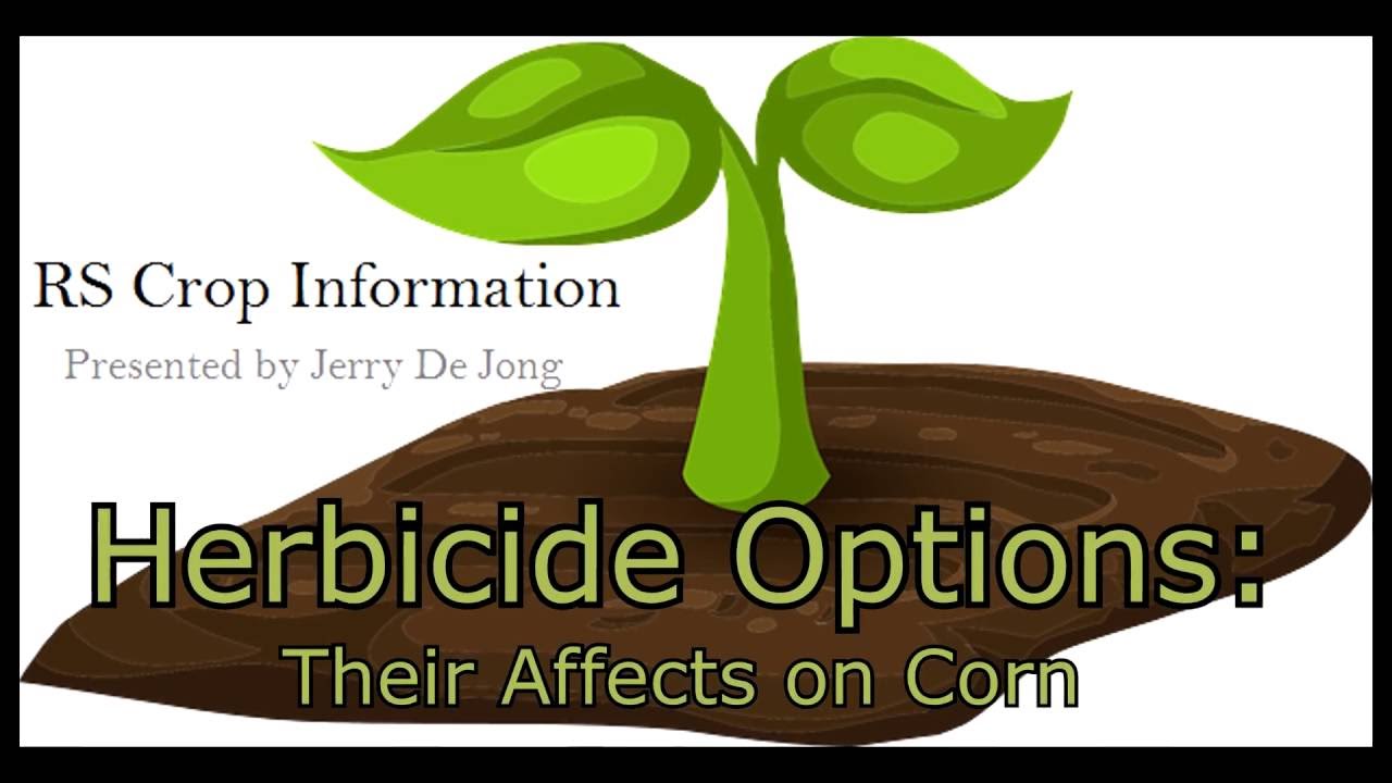 Herbicide Options in Corn (Accent vs. Roundup)