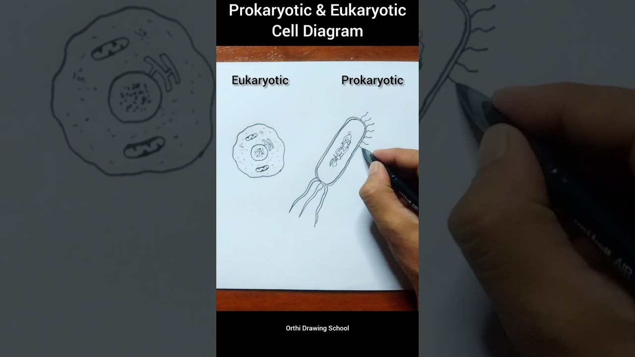 Prokaryotic And Eukaryotic Cell Diagram  #shorts #prokaryoticandeukaruoticcell #microbiology
