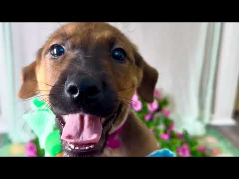 Dog for adoption - Bebe Brown, a Hound & Labrador Retriever Mix in ...