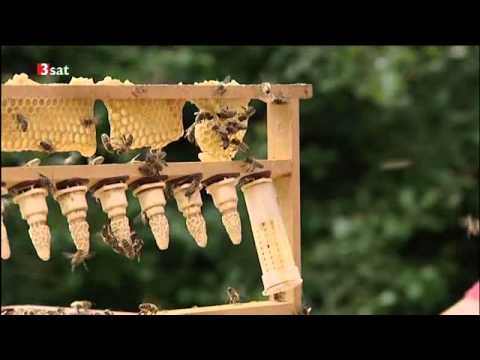 Die Bienen | Pimp my bees