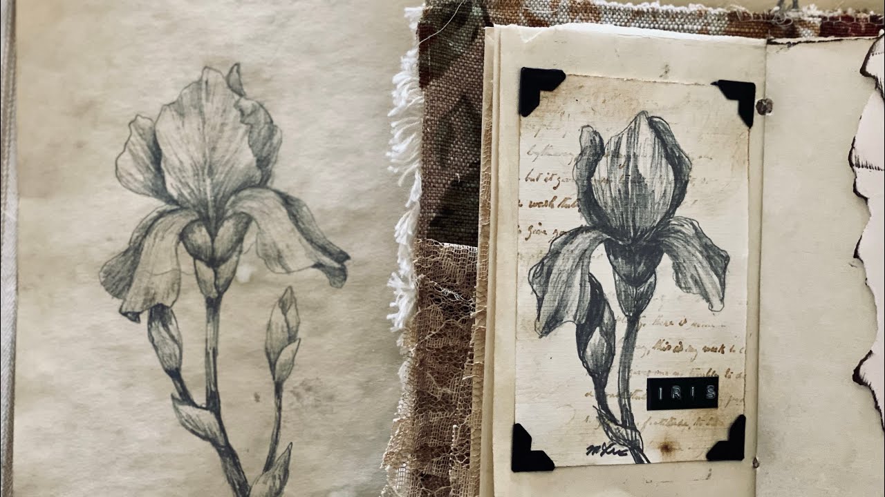 How to draw an Iris -quickie sketch