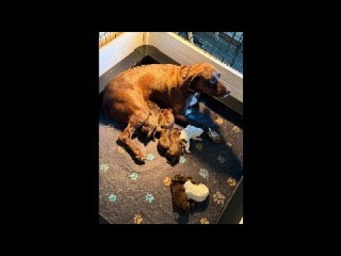 IDAHO HUNTING DOGS