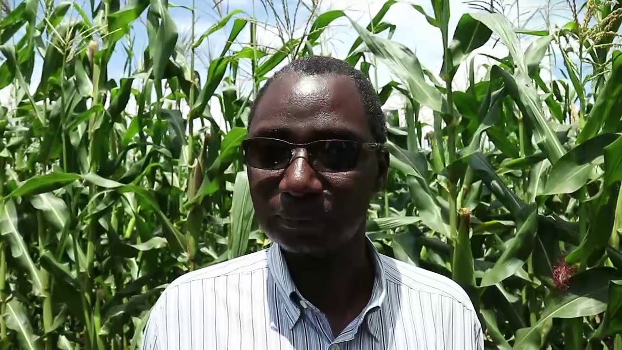 Cereal Legume Intercropping  SFHC InnovAfrica Eng Times TV mp3