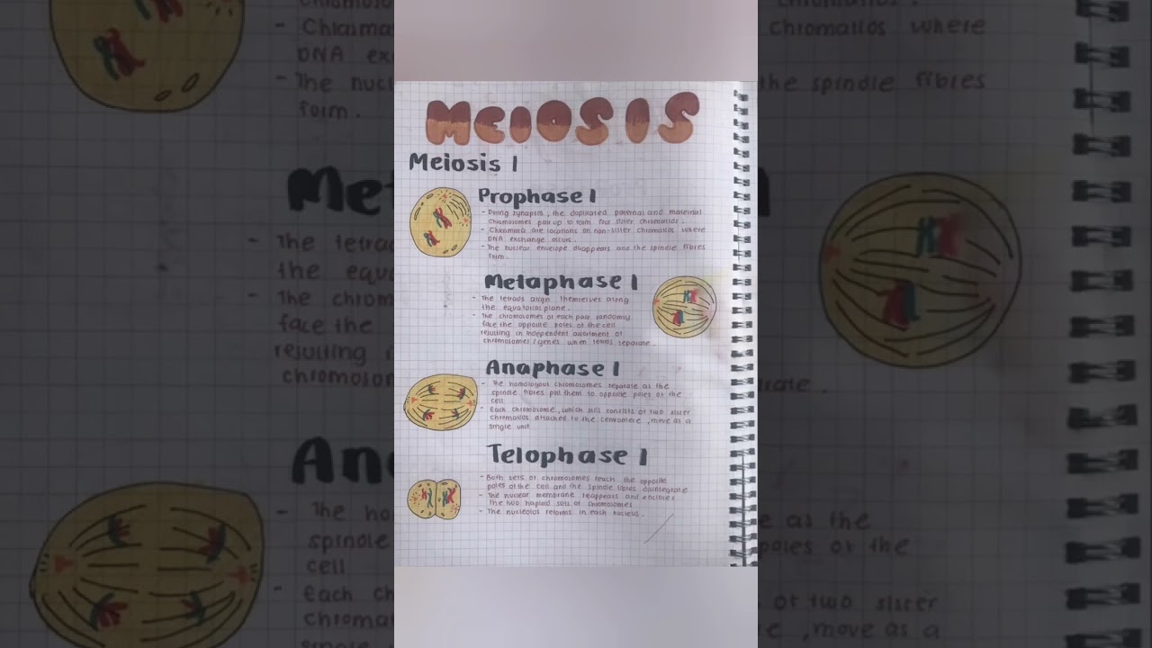 Meiosis 1 by medical 2.0