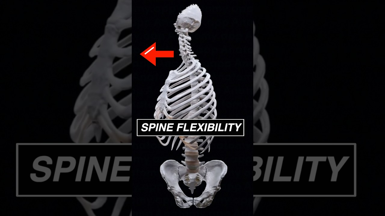 Your spine & neck ROTATION gives you a HUGE field of vision! #anatomy #3d #animation #medical