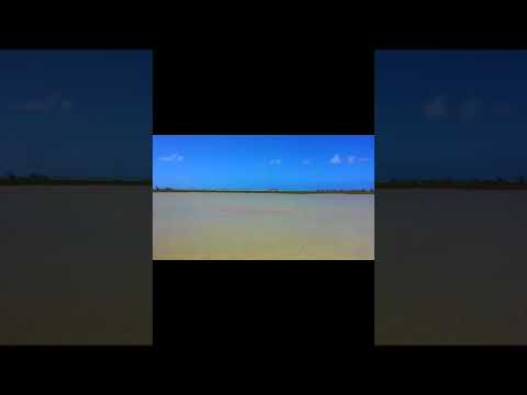 Acklins, Bahamas - Flamingoes | 4k Drone Flyover #Shorts