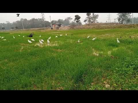 my village green ๐๐๐ vlogs