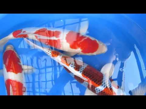 RS 010 Oofuchi Sansai Mix.MOV
