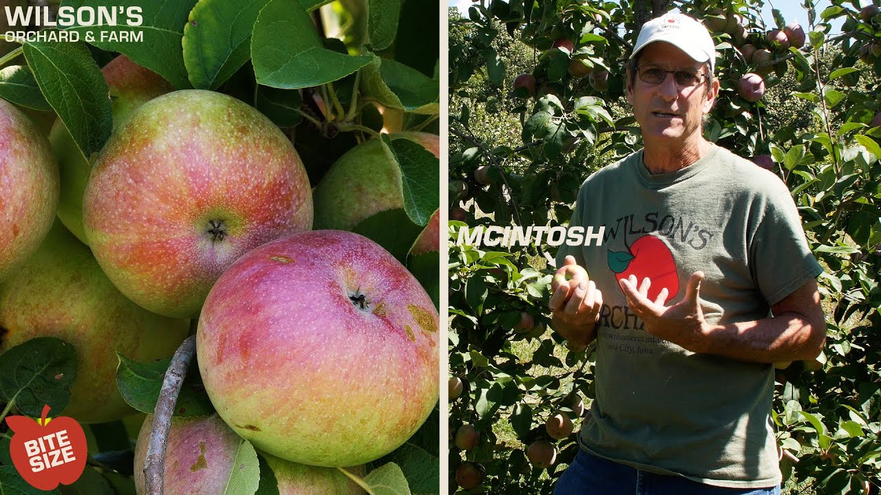 McIntosh Apples | Bite Size