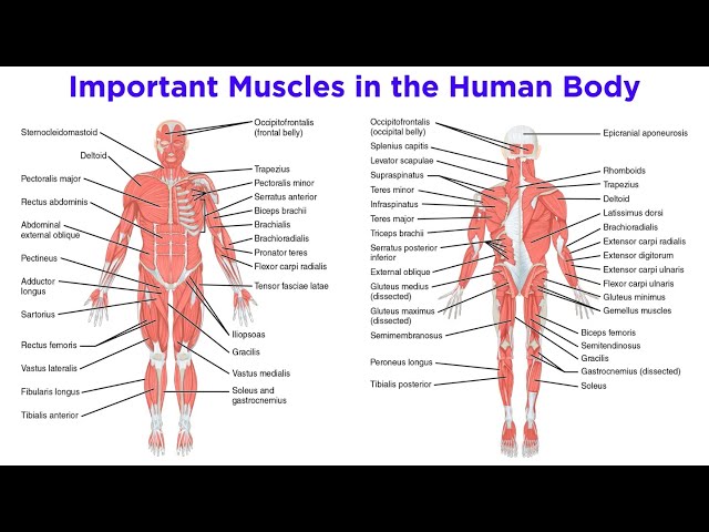 Understanding the Muscular System: Functions, Classifications, and ...