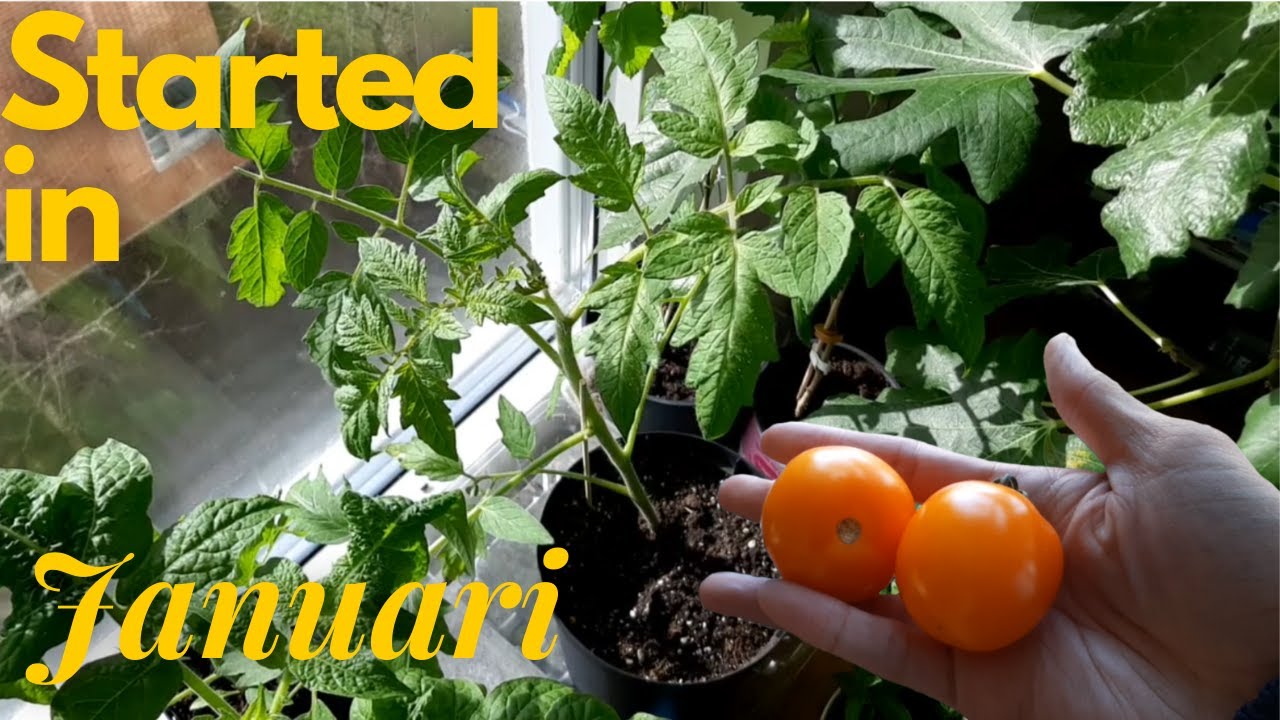 Sun-starved Plant Gives Indoor Gardener A Handful