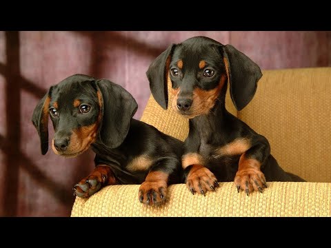 Dachshund Colors and Patterns Exploring the Variety in Dachshund Coat Types