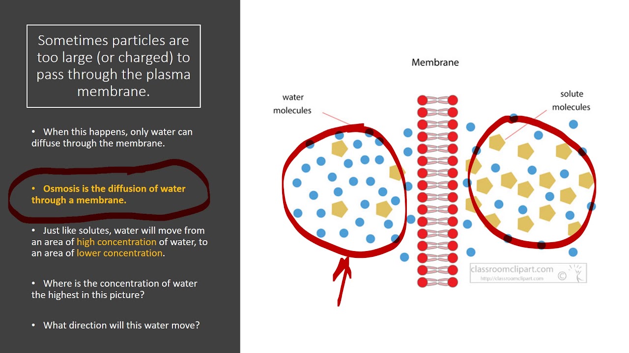 solution diffusion