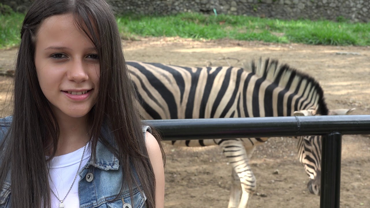 A Smiling Zebra