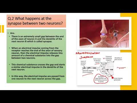 What happens at the synapse between two neurons?