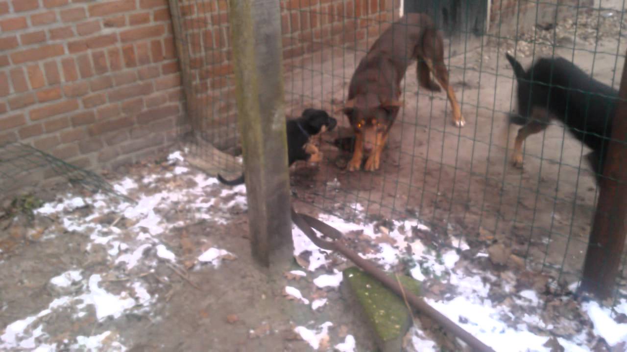 Indys pups 5 weeks old, Working Kelpies