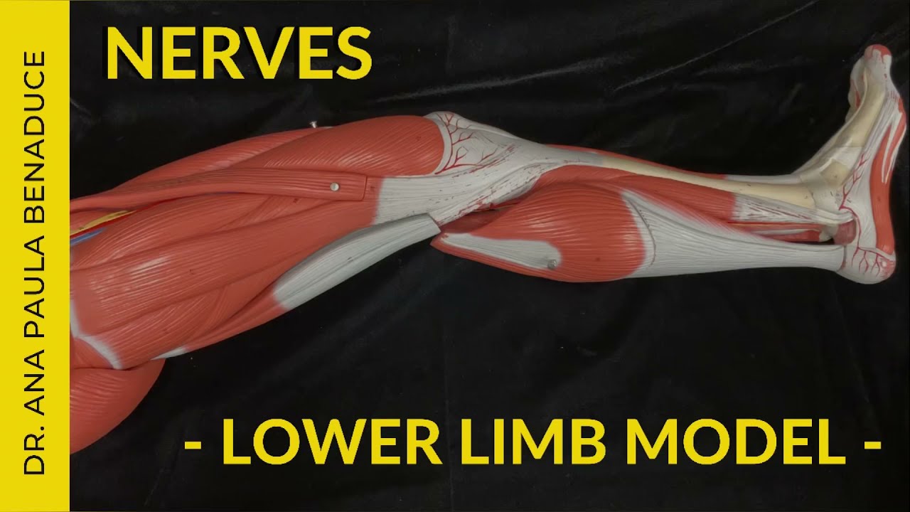 Dr. Benaduce: Lower Limb Nerves