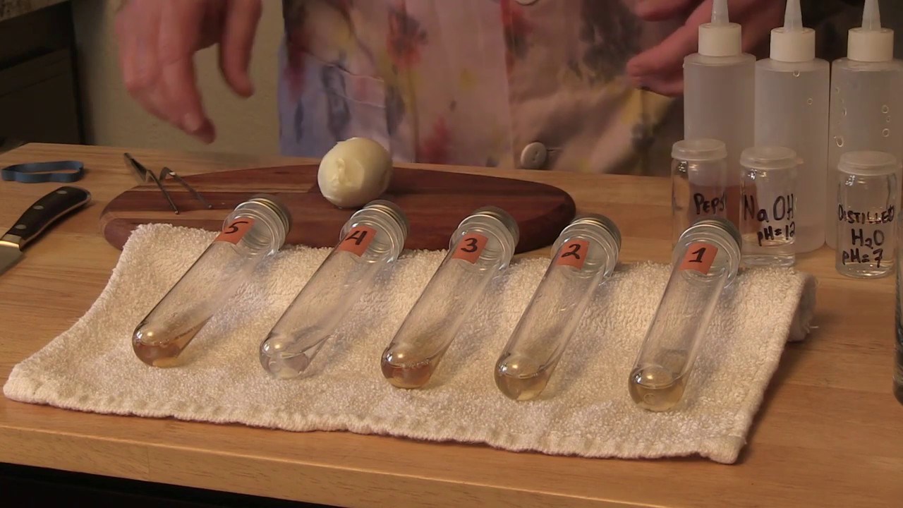 Human A&P: Digestive enzymes lab demo