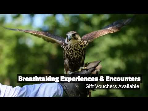 Go Falconry, birds of prey