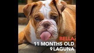 Dogs in dating profile photos reveal men’s commitment levels