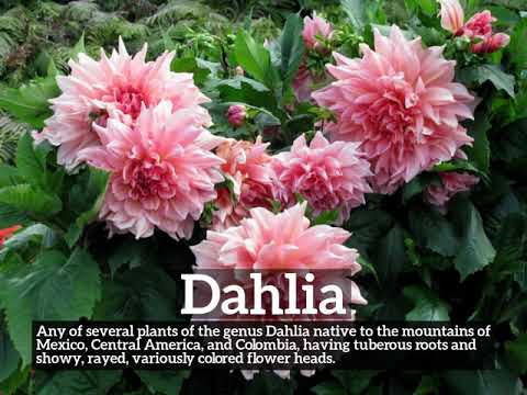 What is Dahlia? | How to Say Dahlia in English? | How Does Dahlia Look?