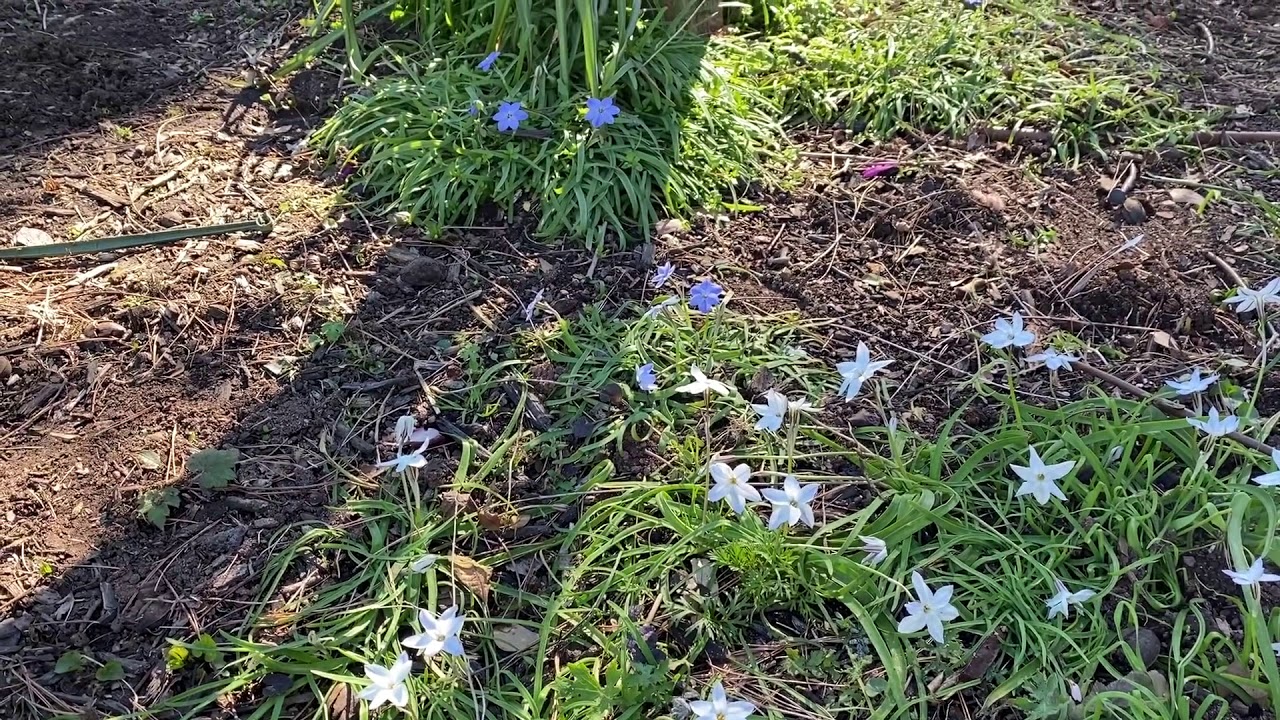 Plant Review: Spring star flower aka, Ipheion uniflorum
