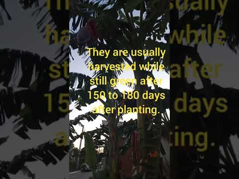 Health Benefits of" Saba Banana" (Scientific name Musa Acuminata/Musa Balbisiana)