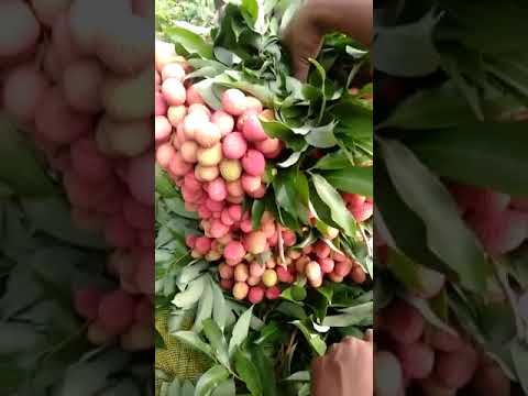 Litchi - Wholesale Price & Mandi Rate for Litchi