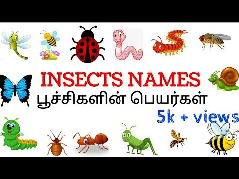 பூச்சிகளின் பெயர்கள்| Insects Names in Tamil |Insects name for kids | Bugs names in Tamil & English