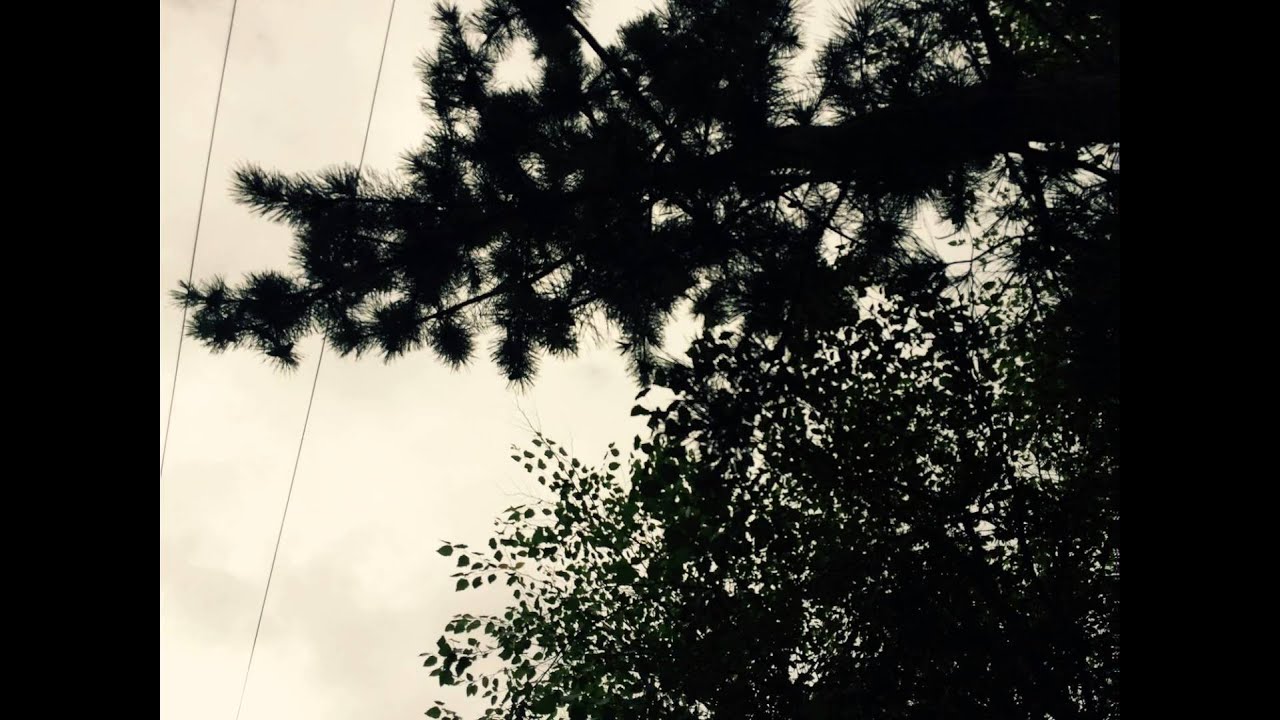 A Peaceful Easy Ride Under a Blanket of Trees GIF ONLY