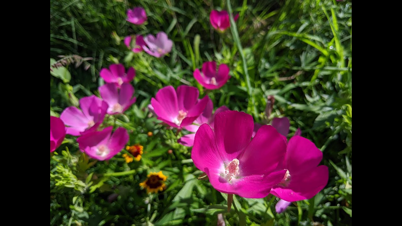 Designing a Plant Community