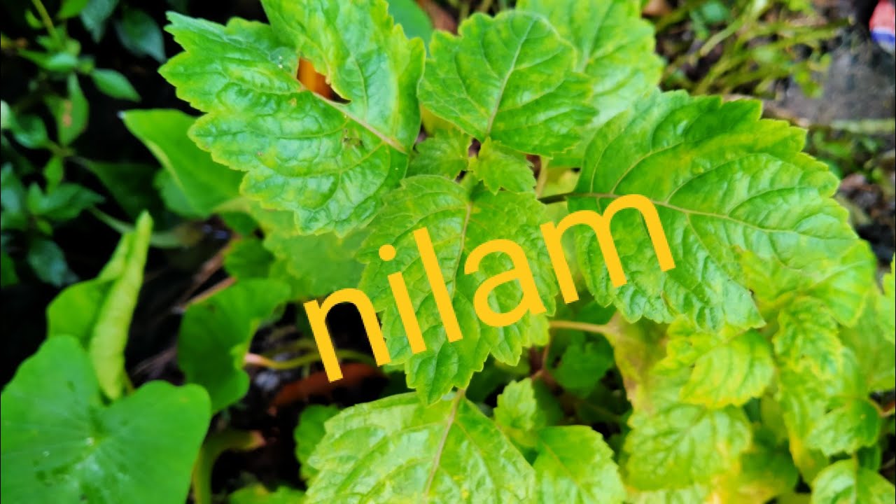 pokok nilam / Patchouli