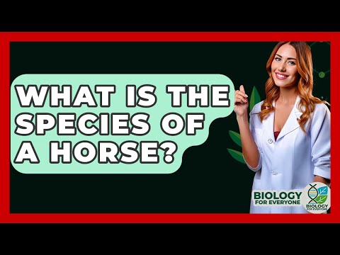 What Is The Species Of A Horse? - Biology For Everyone