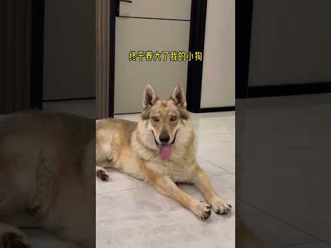 The Czech wolfdog accidentally captured my heart. I raised my puppy. The Czech wolfdog is so han