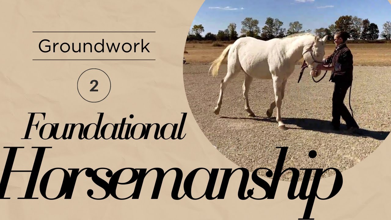 Backing Up | Groundwork for Beginners and Green Horses | Preparation for Classical Groundwork