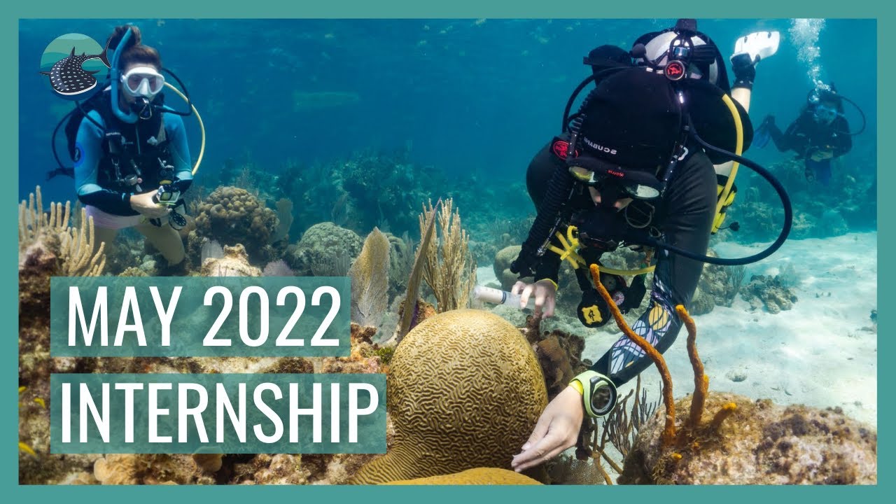 MAY 2022 // WSORC Marine Conservation Internship RECAP! // Whale Shark & Oceanic Research Center