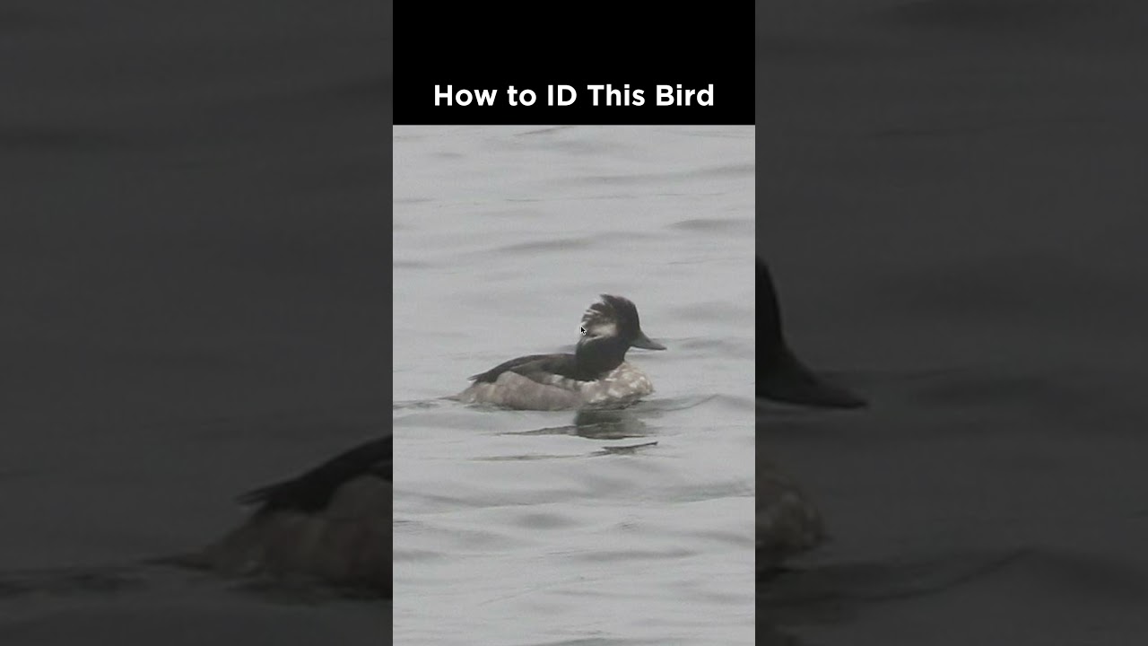 Can you identify this summertime duck?