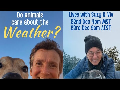 Do animals care about the weather?