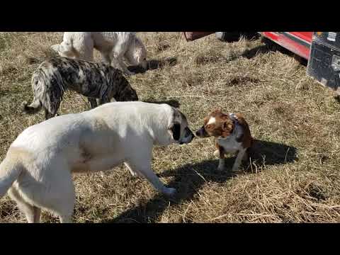 Herding Dogs and LGD Relationships