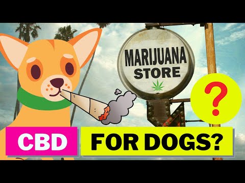 CBD FOR DOGS? - Watch this before you start