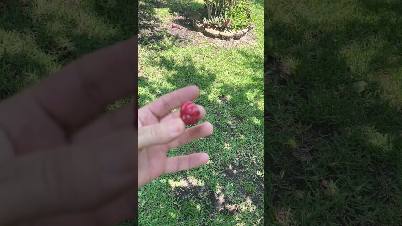 3 Florida Cherry Tree Options You Will Want to Consider